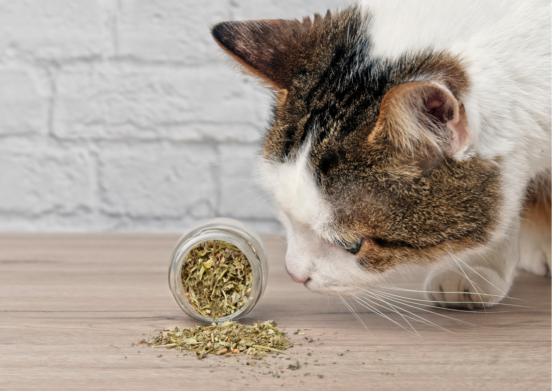 Catnip and other Herbs | Real Pets Store | Cat Nip Products | Browse